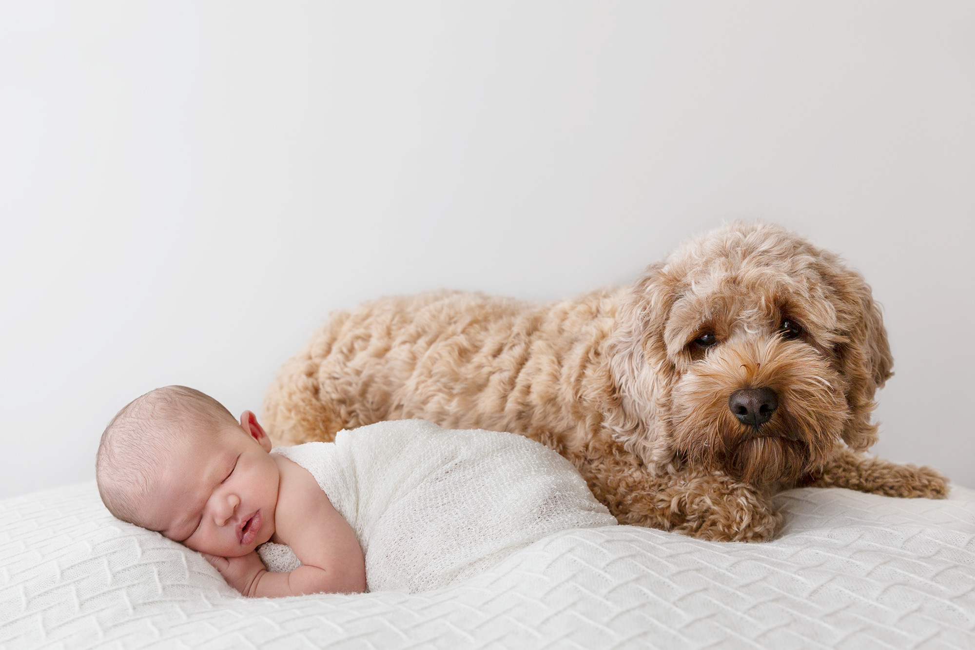 Preparing your dog for a newborn baby | Paula Andrews Photography