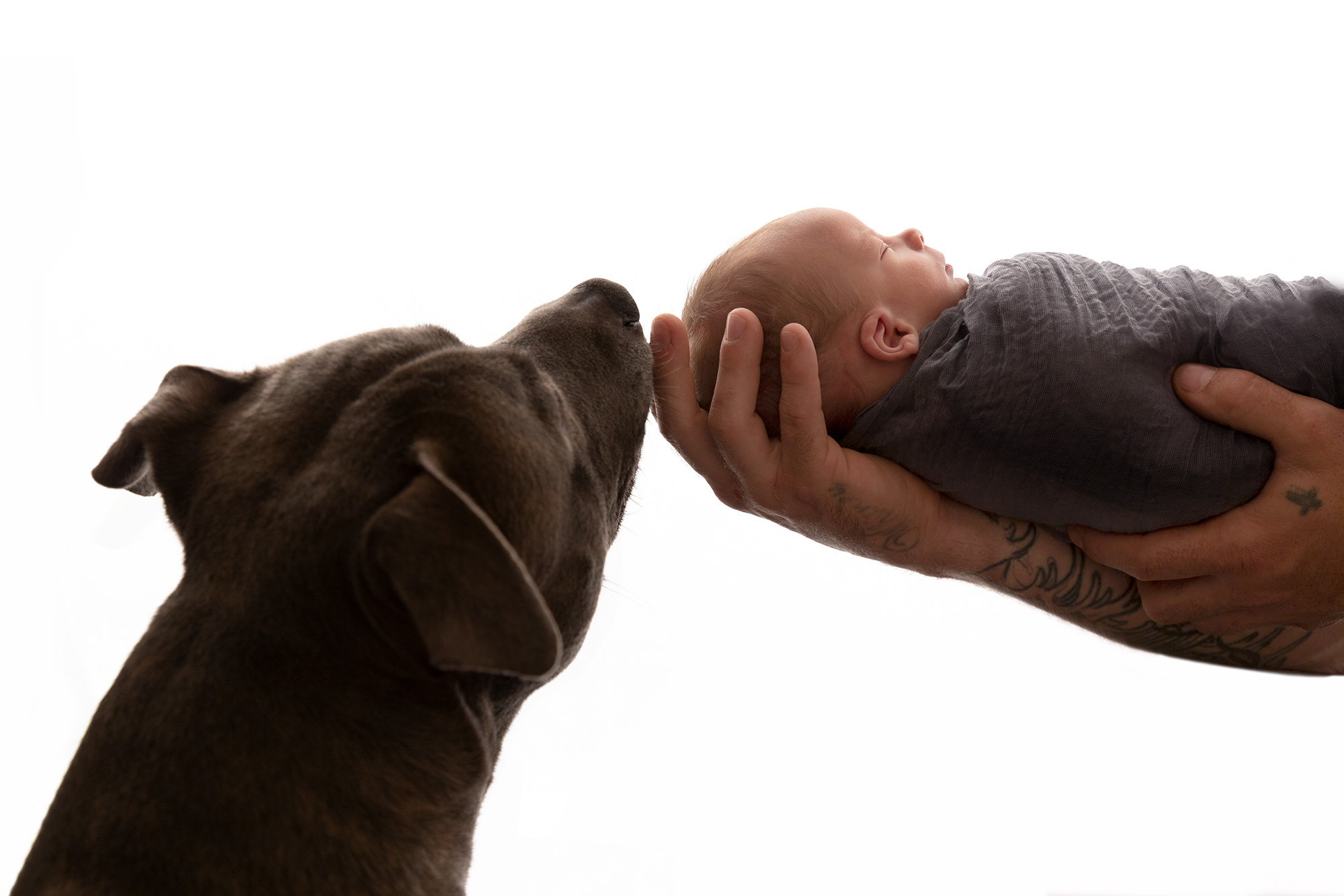 Preparing your dog for a newborn baby | Paula Andrews Photography