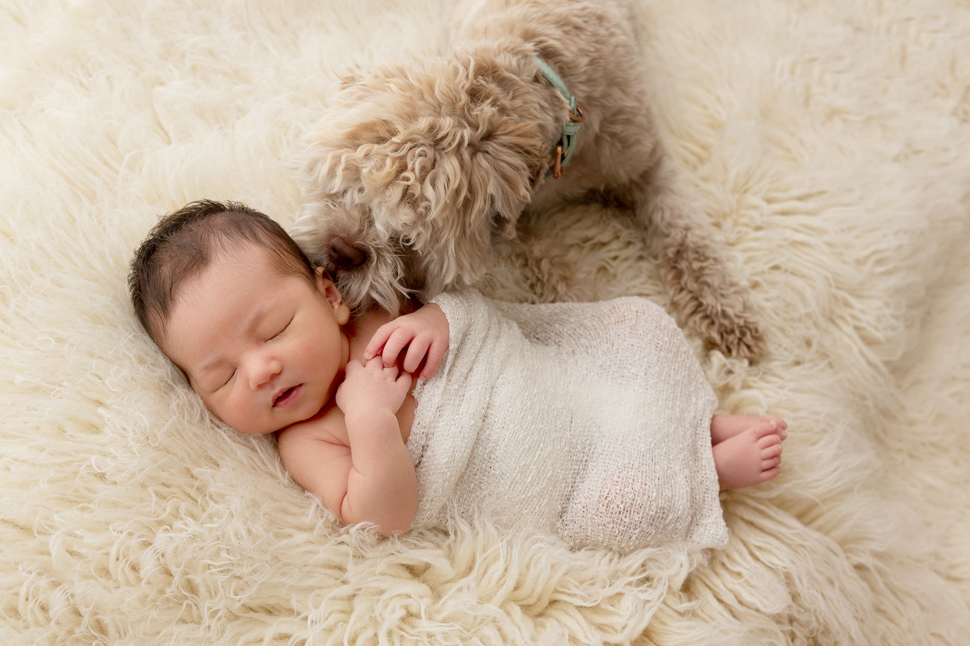 Preparing your dog for a newborn baby | Paula Andrews Photography