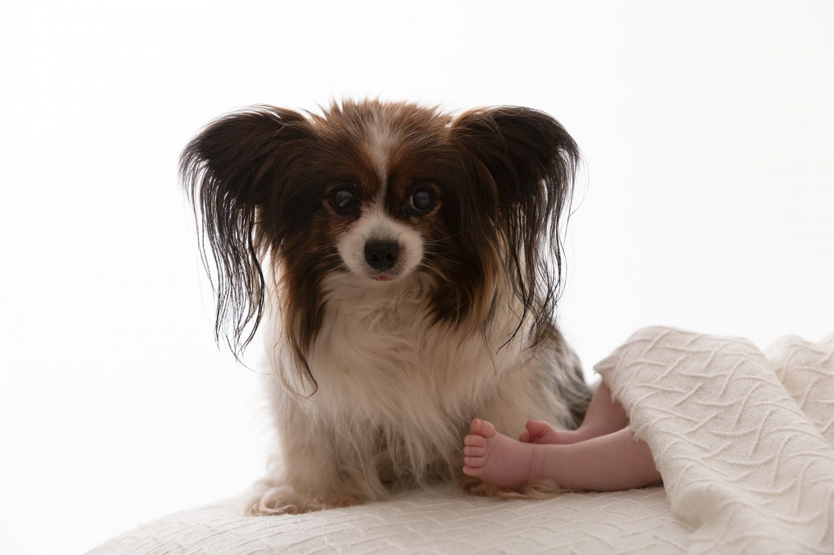 Preparing your dog for a newborn baby | Paula Andrews Photography